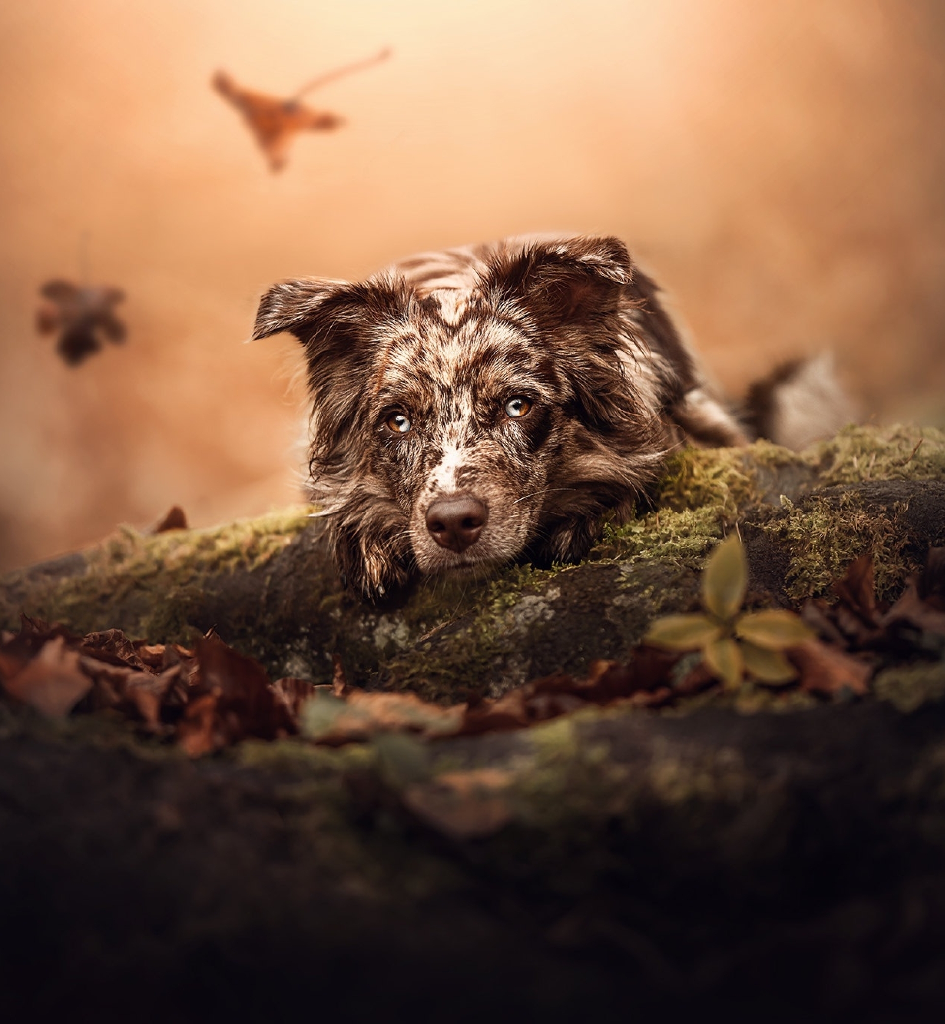 1920x2080 Resolution Cute Dog HD 1920x2080 Resolution Wallpaper ...
