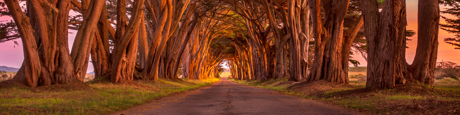 1600x400 Resolution Cypress Tunnel Point Reyes National Seashore 5K ...