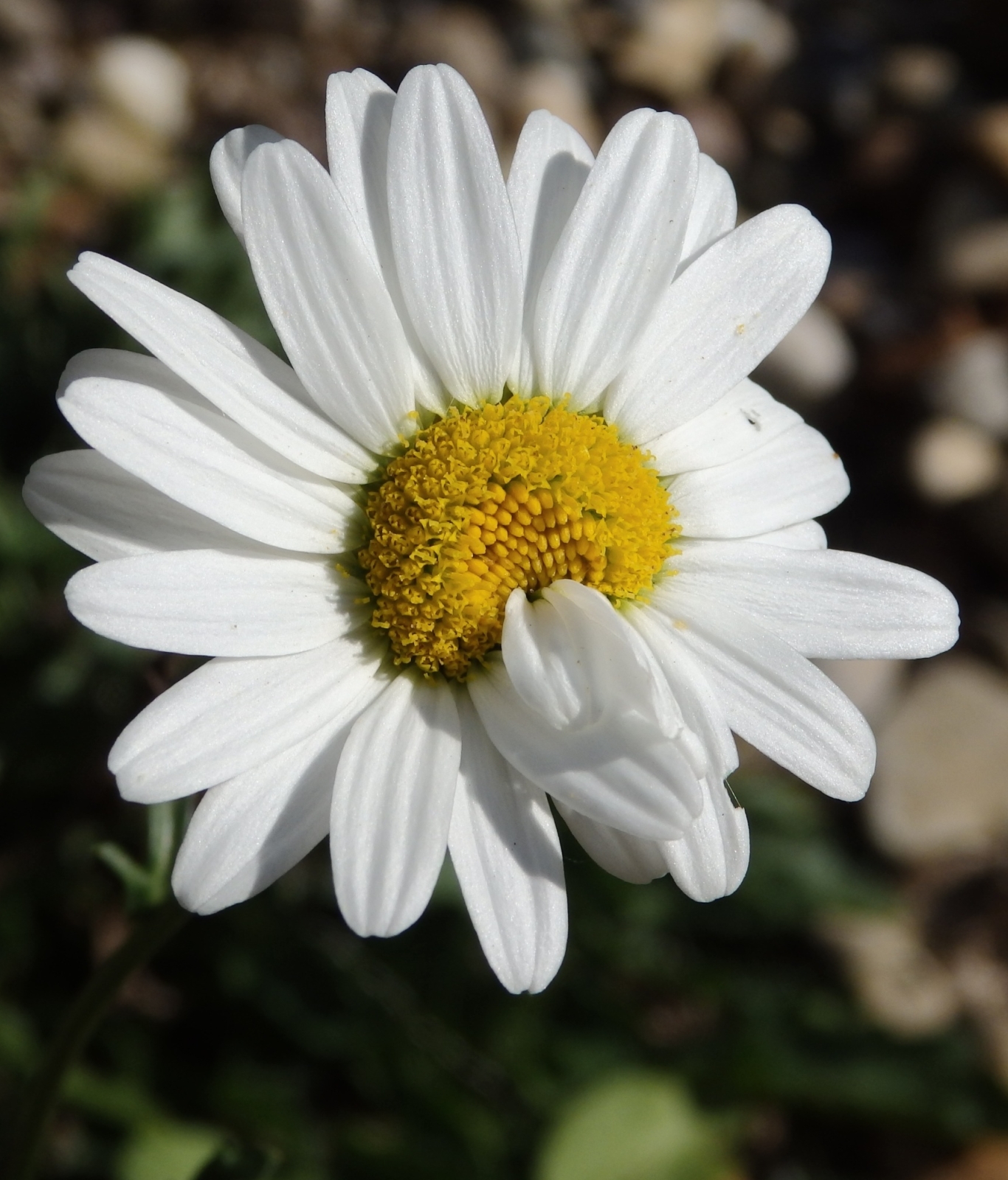 1366x1600 Resolution daisy, flower, petals 1366x1600 Resolution ...