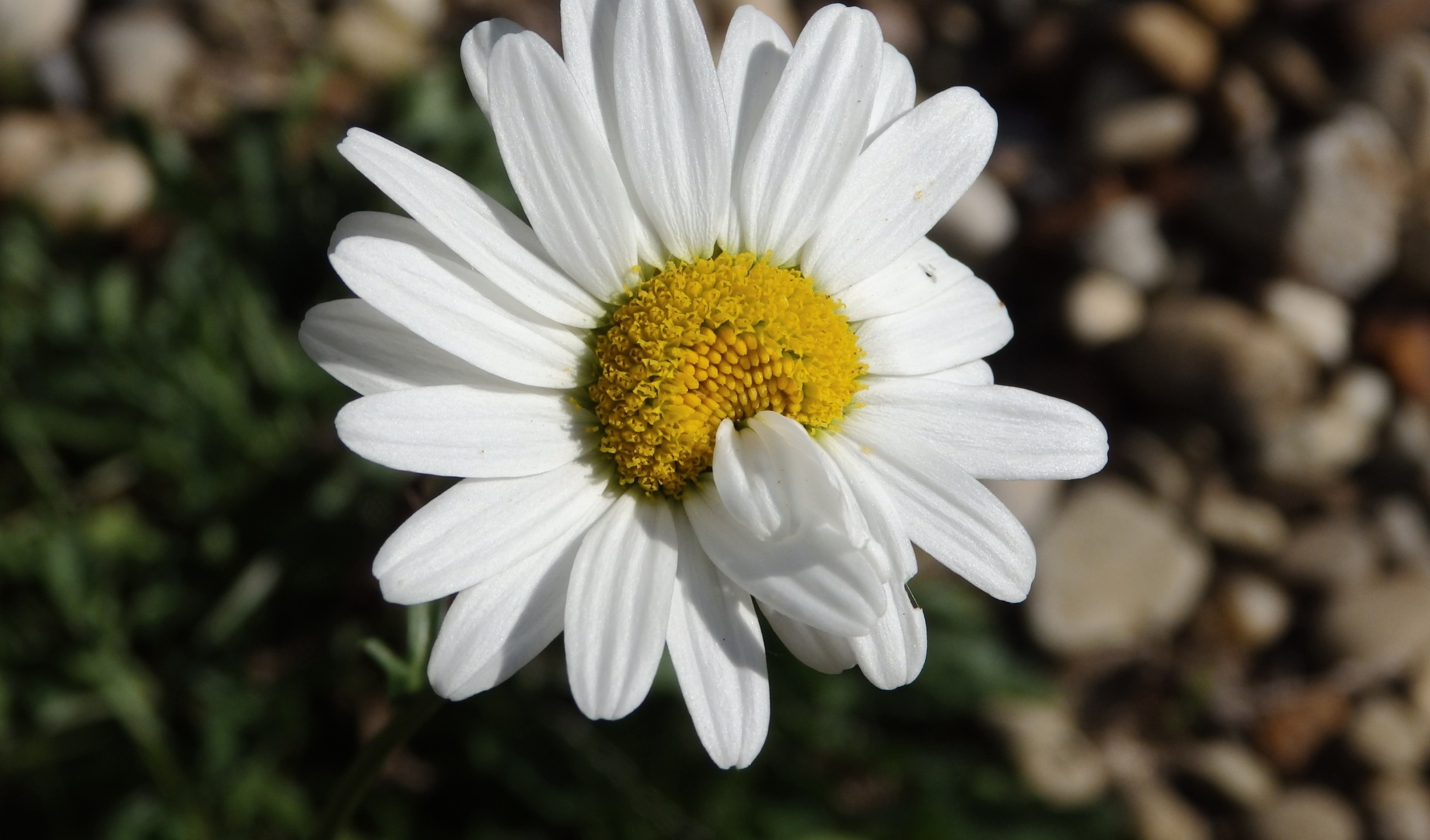 2450x1440 Resolution daisy, flower, petals 2450x1440 Resolution ...