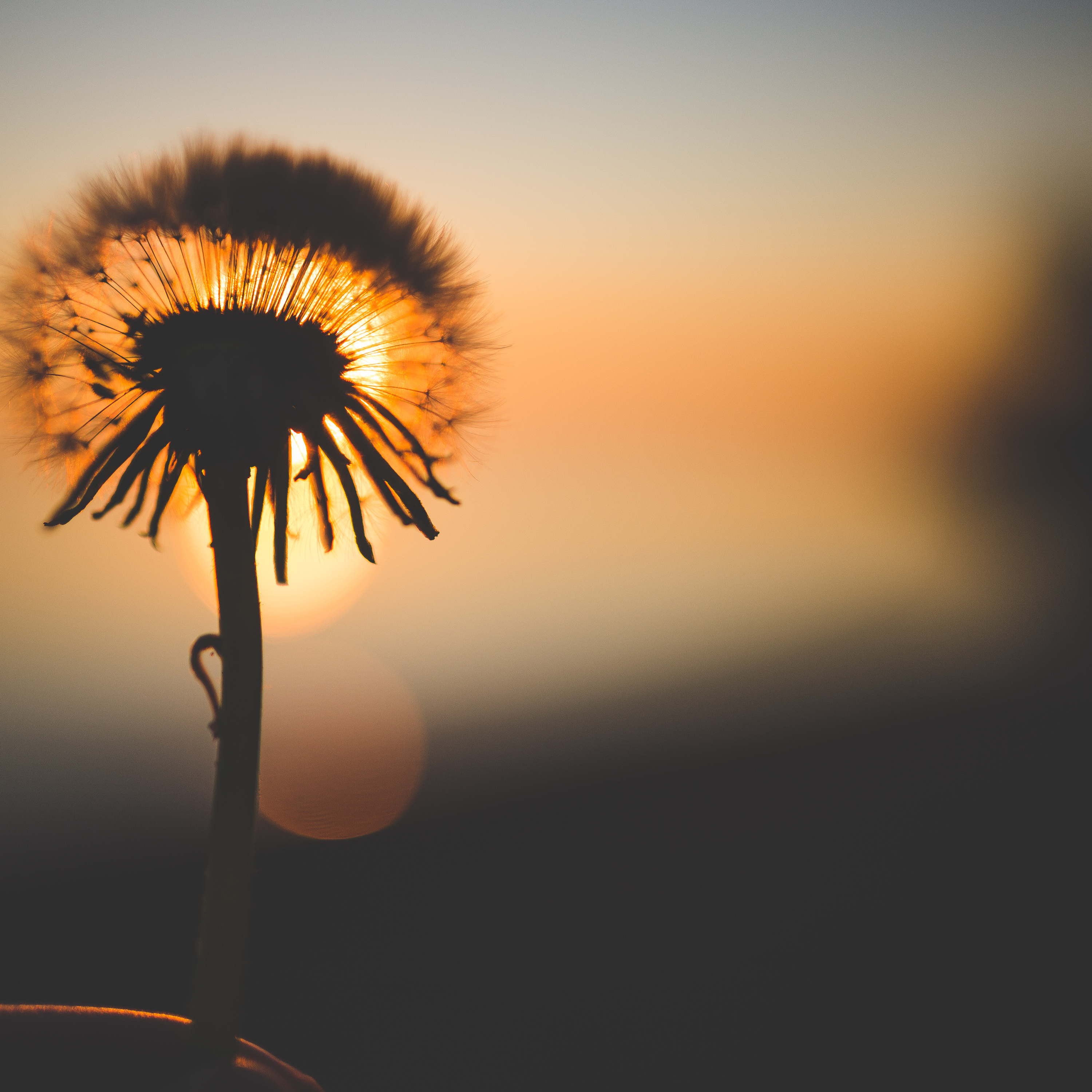 3000x3000 Resolution dandelion, sunset, silhouette 3000x3000 Resolution ...