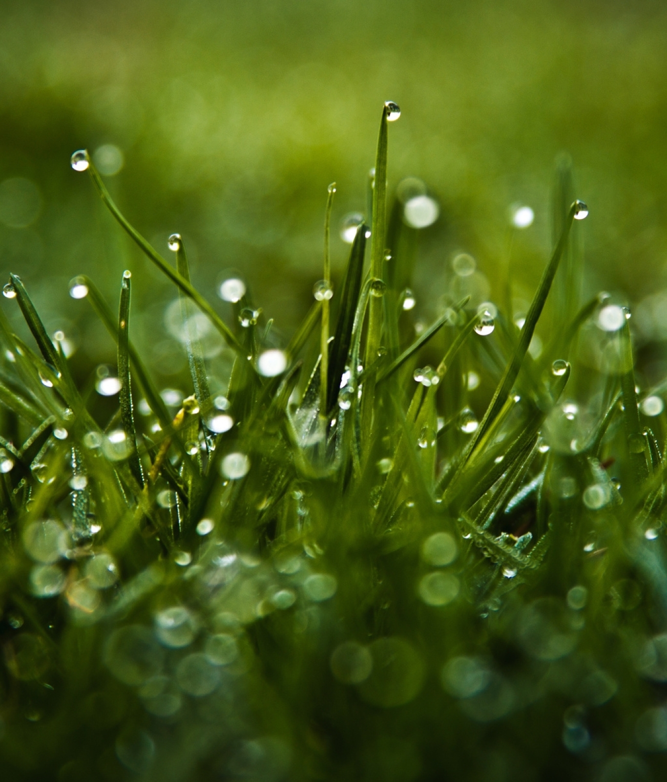 1366x1600 Resolution dew, glare, grass 1366x1600 Resolution Wallpaper ...