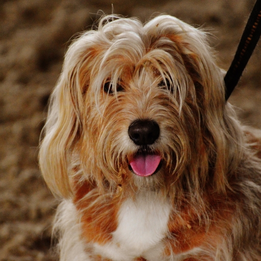 512x512 Resolution dog, face, fluffy 512x512 Resolution Wallpaper ...