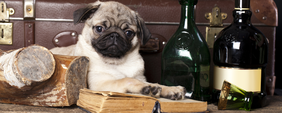 1200x480 Resolution dog, pug, books 1200x480 Resolution Wallpaper ...