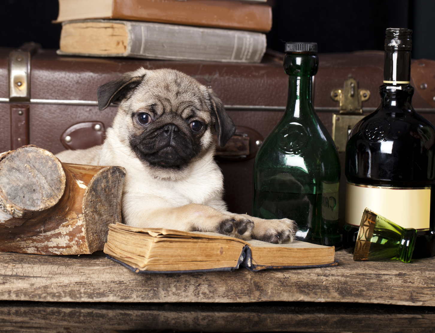 1452x1112 Resolution dog, pug, books 1452x1112 Resolution Wallpaper ...