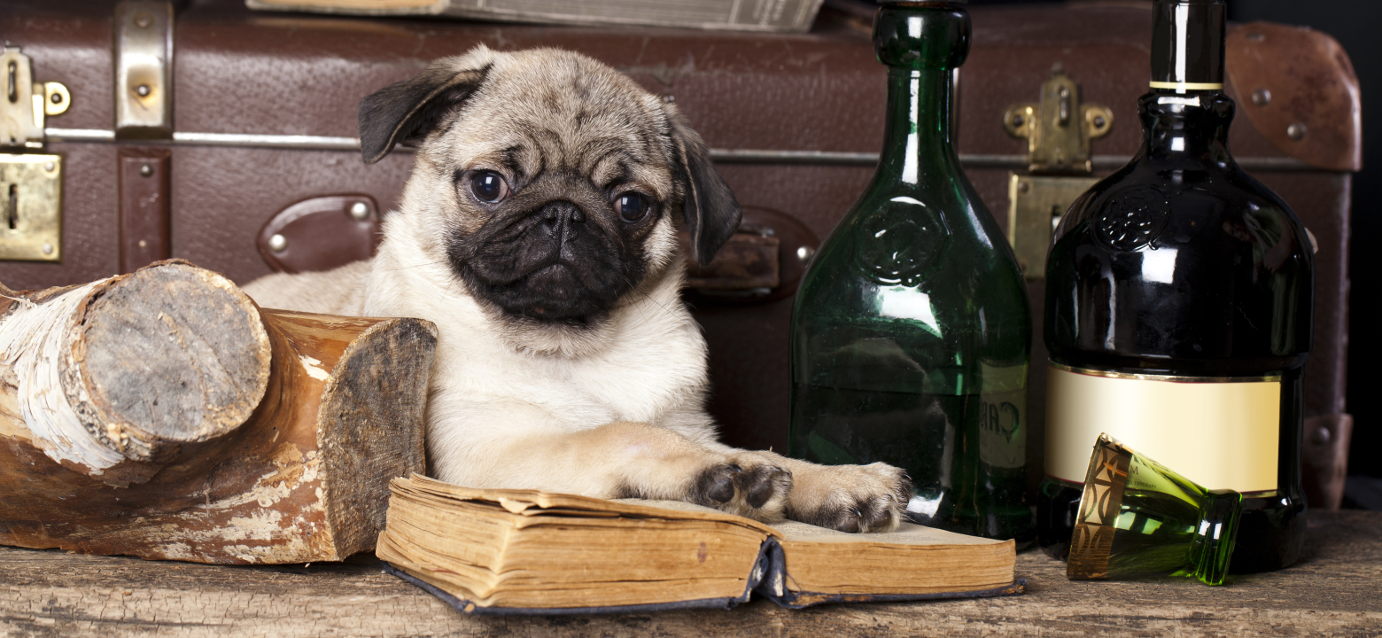 1560x720 Resolution dog, pug, books 1560x720 Resolution Wallpaper ...