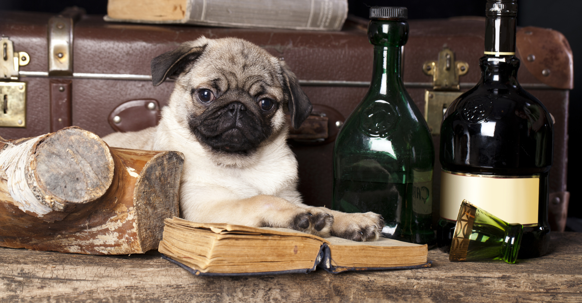 1920x1000 Resolution dog, pug, books 1920x1000 Resolution Wallpaper ...