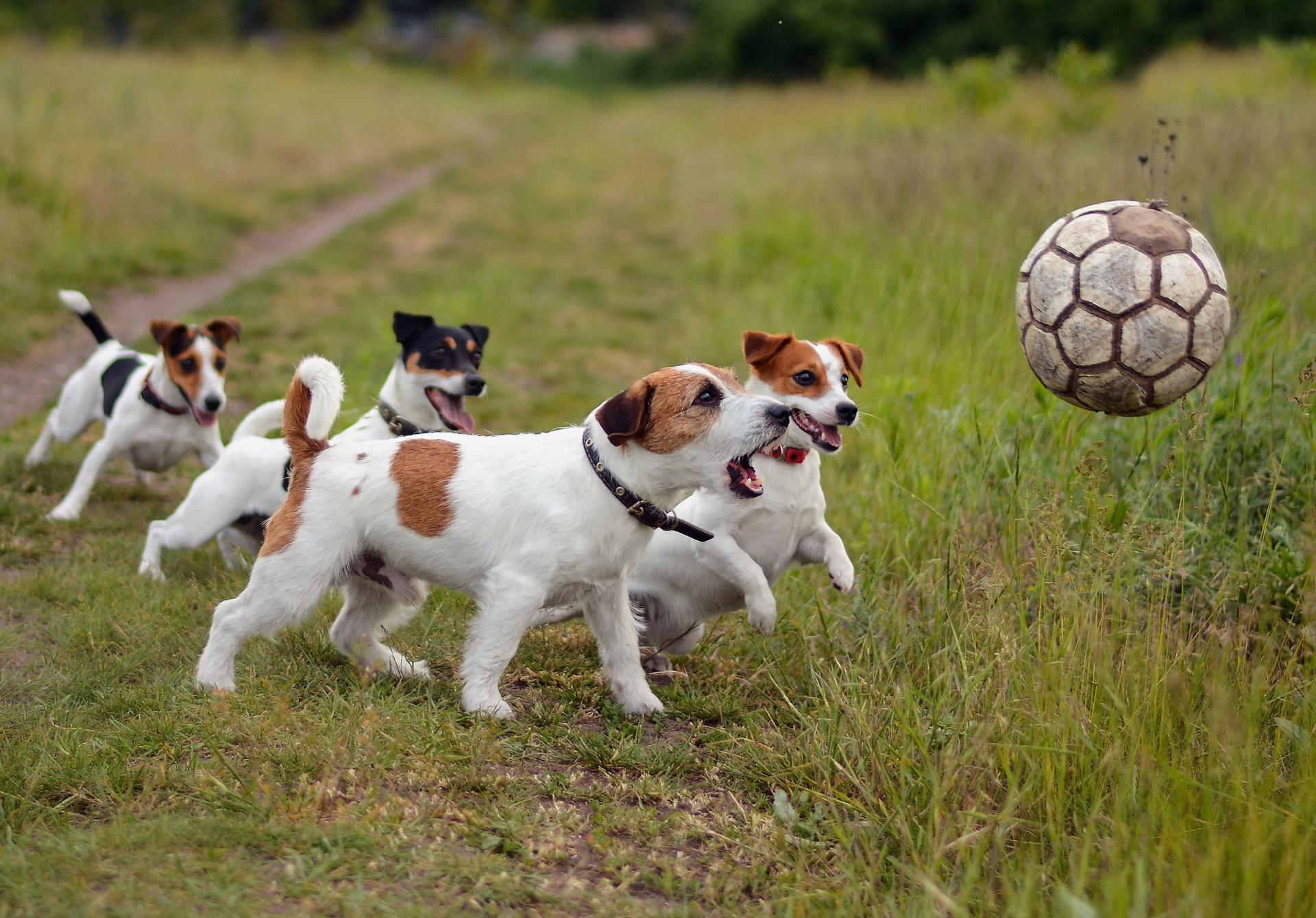 1920x1339 Resolution dogs, puppies, ball 1920x1339 Resolution Wallpaper ...