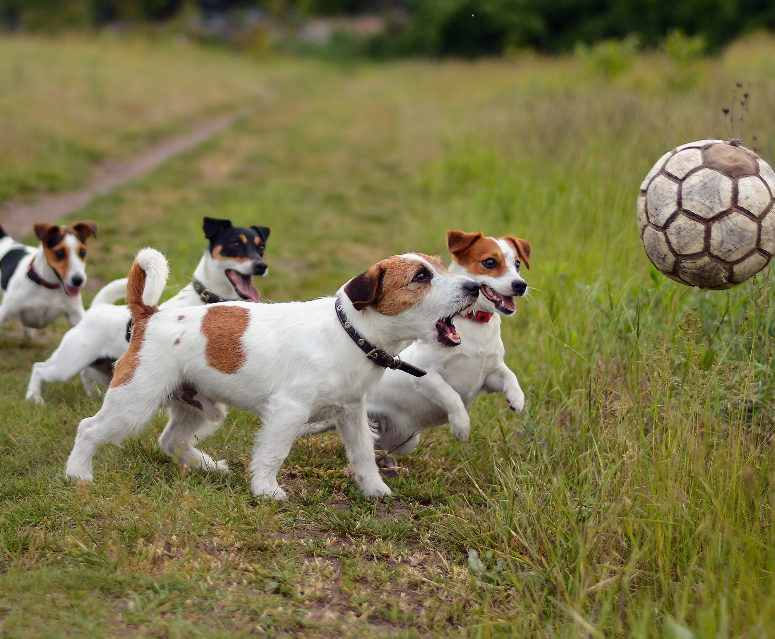 2520x2080 Resolution dogs, puppies, ball 2520x2080 Resolution Wallpaper ...