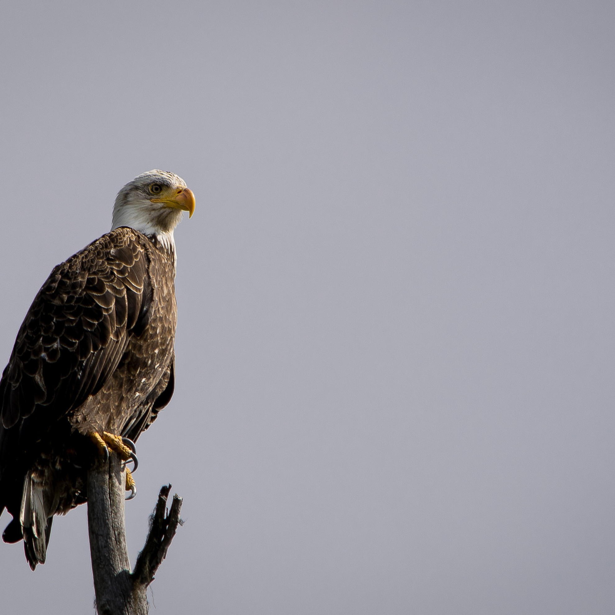 1980x1980 Resolution eagle, vulture, bird 1980x1980 Resolution ...