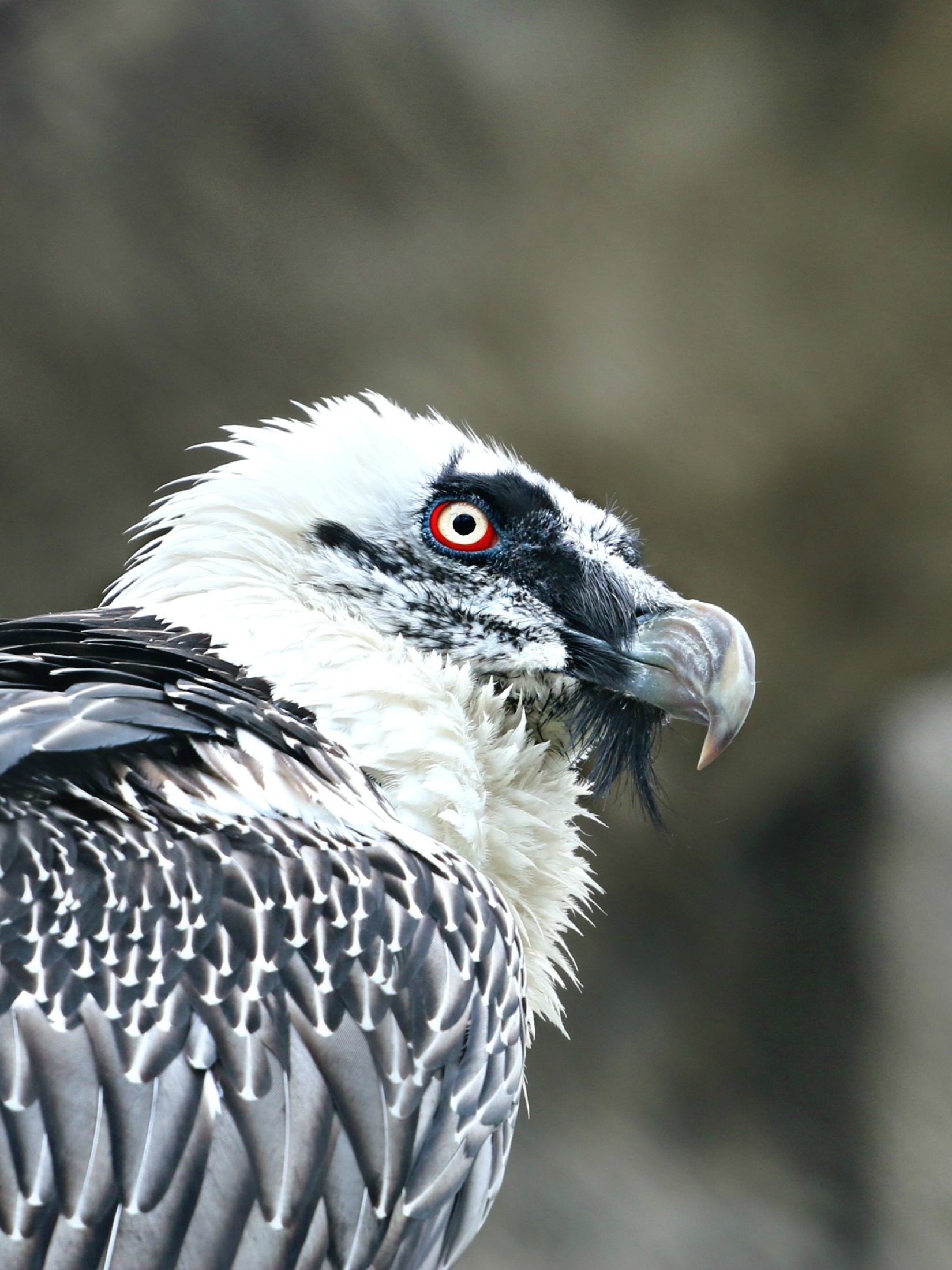 1650x2200 Resolution eagle, vulture, predator 1650x2200 Resolution ...