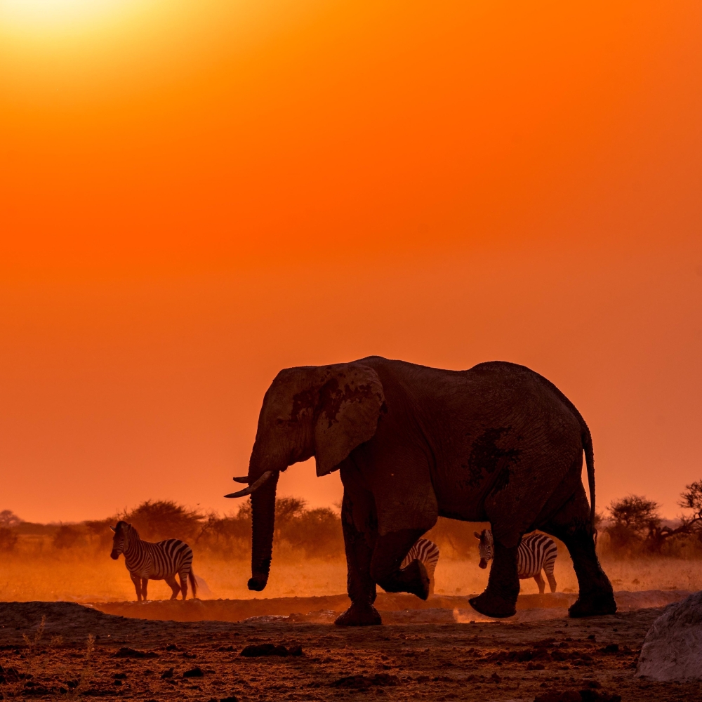 1000x1000 Resolution Elephant 4k Wildlife Photography 1000x1000 ...