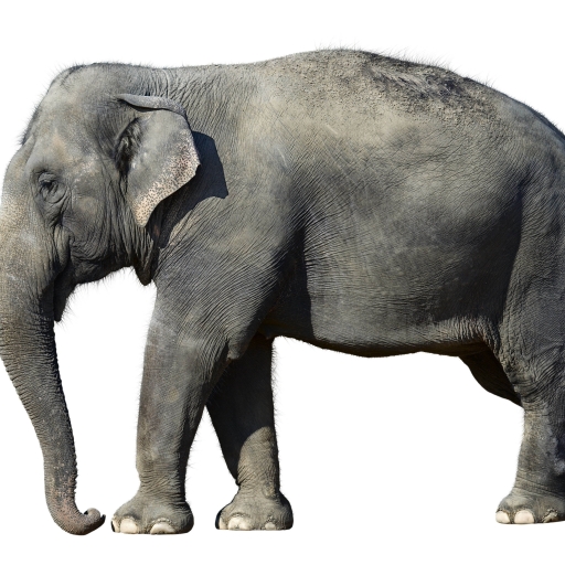 512x512 Resolution elephant, white background, large 512x512 Resolution ...