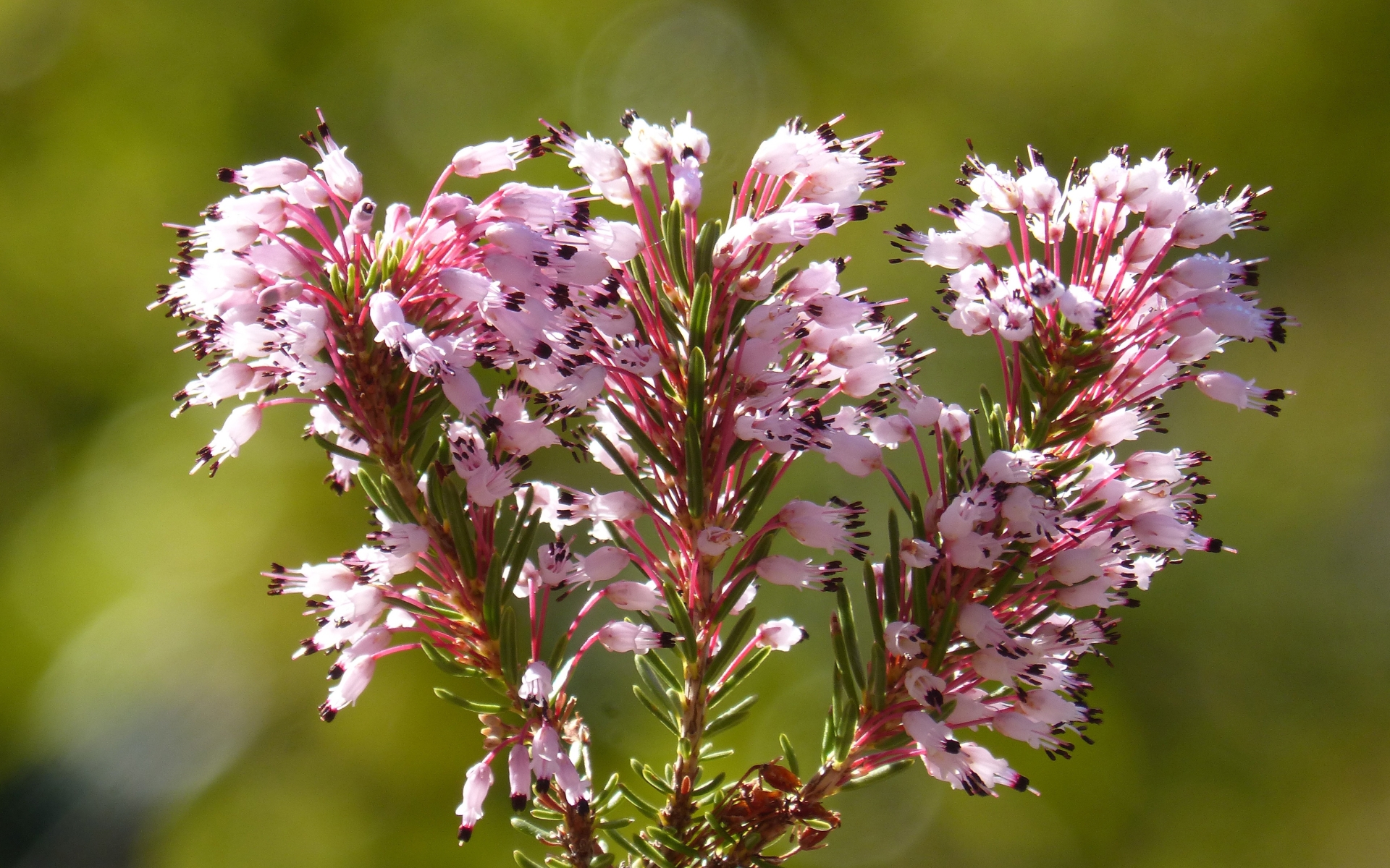 1920x1200 Resolution erica multiflora, wild flower, branch 1200P ...