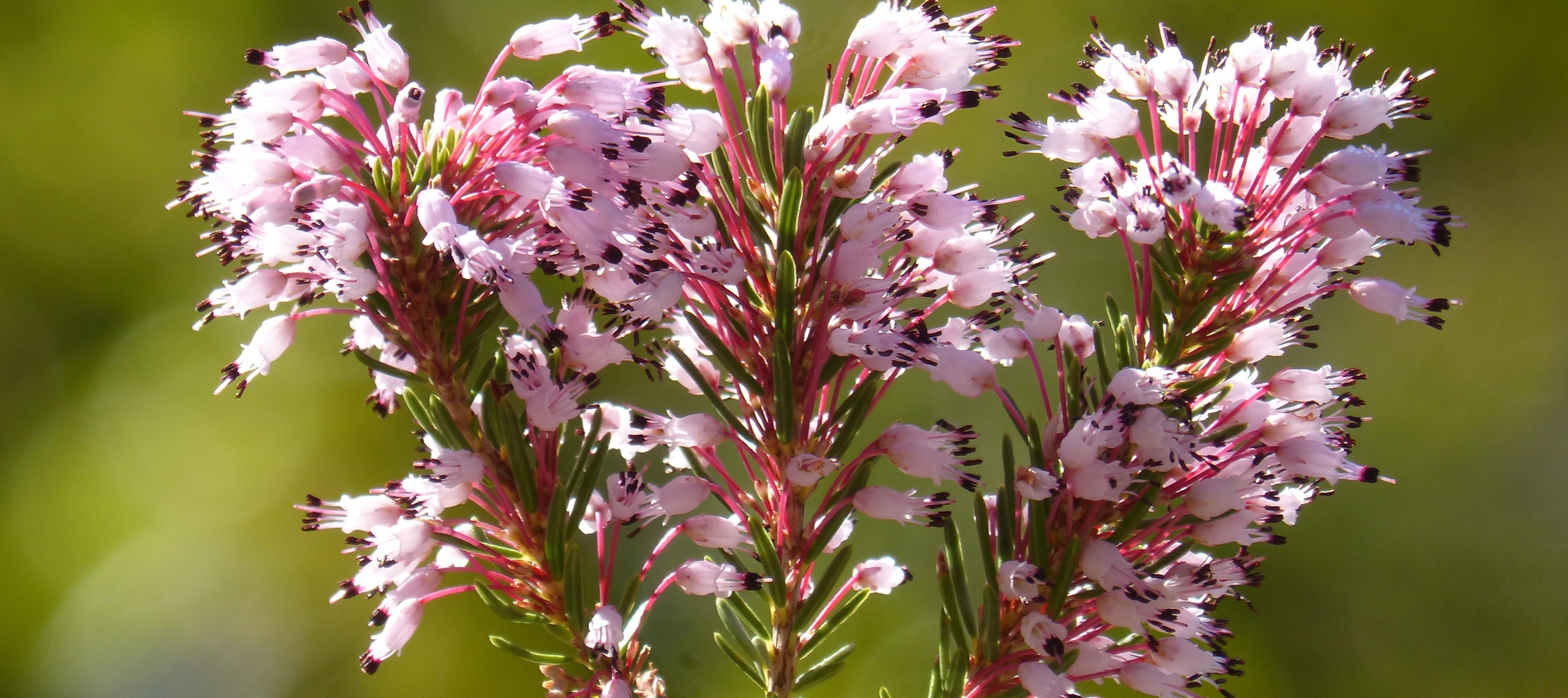 2560x1140 Resolution erica multiflora, wild flower, branch 2560x1140 ...