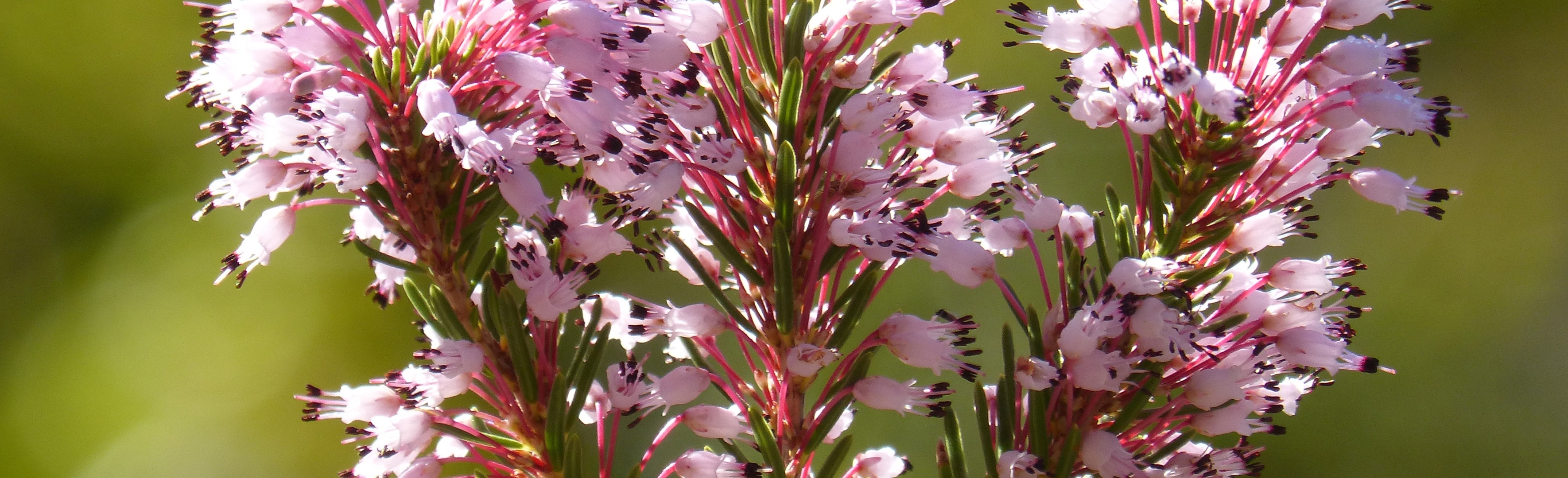 3540x1080 Resolution erica multiflora, wild flower, branch 3540x1080 ...