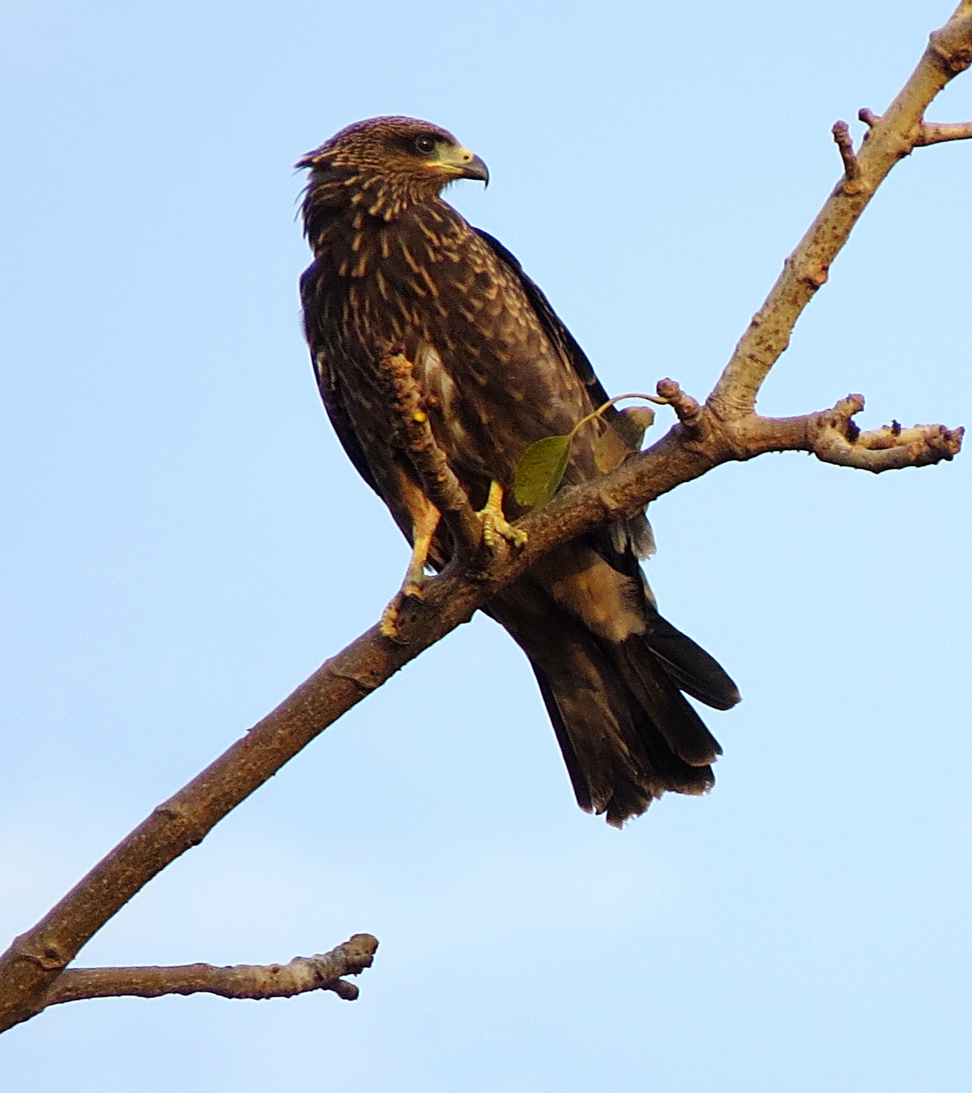 1920x2160 Resolution falcon, eagle, bird 1920x2160 Resolution Wallpaper ...