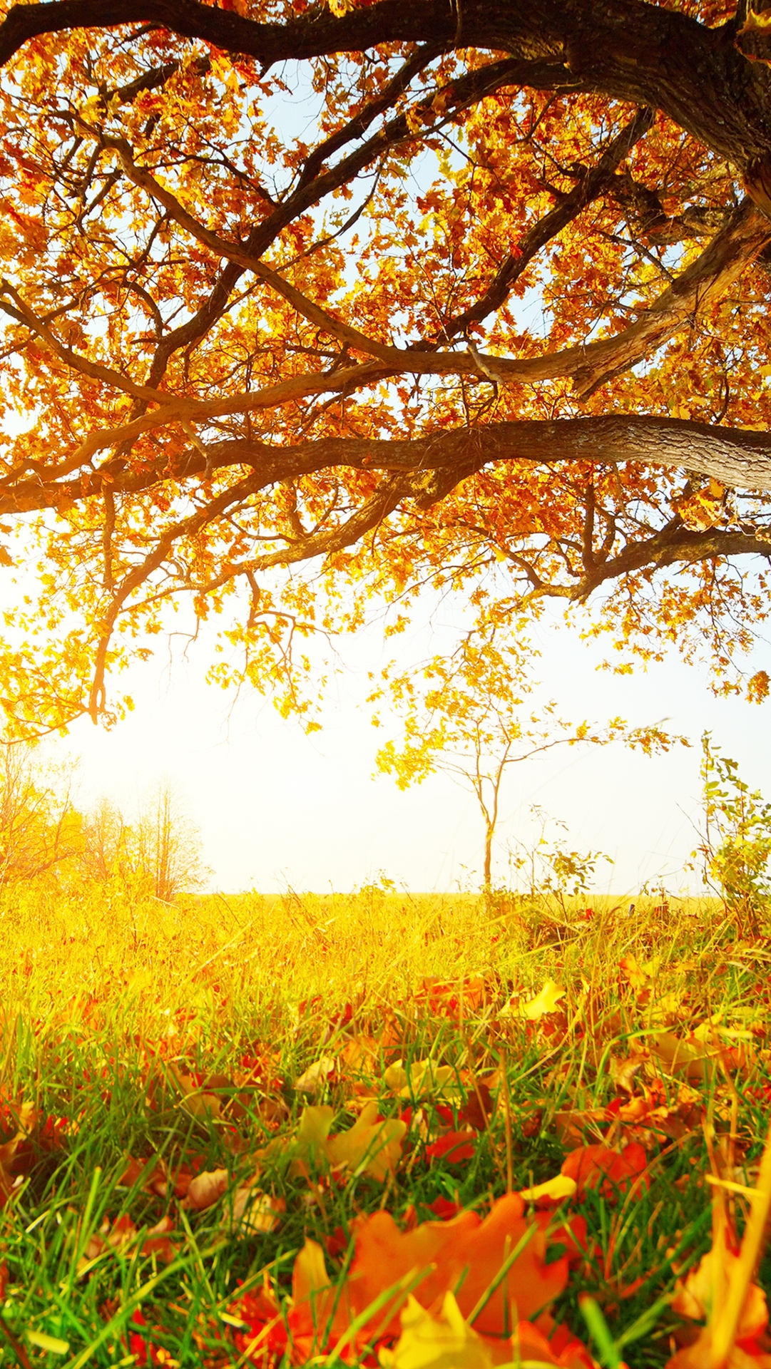 1081x1920 Resolution fall, grass, leaves 1081x1920 Resolution Wallpaper ...