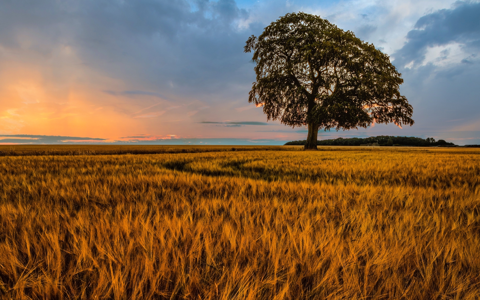 1920x1202 Resolution Field 4K Wheat 1920x1202 Resolution Wallpaper ...