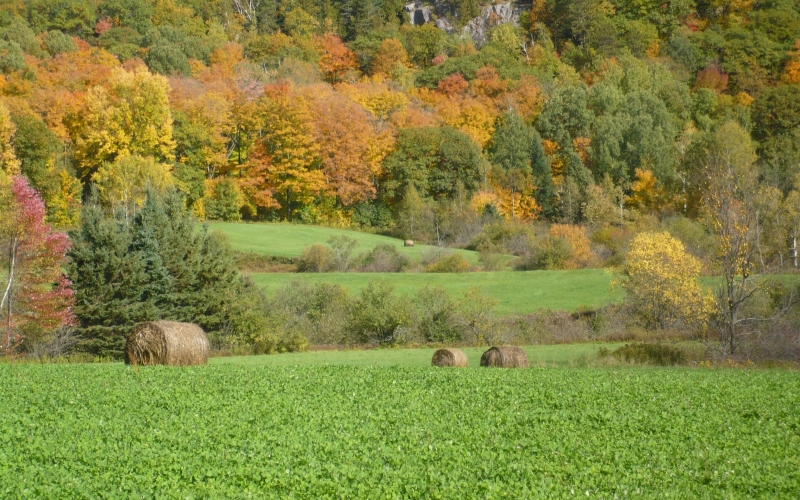 800x500 Resolution field, grass, trees 800x500 Resolution Wallpaper ...