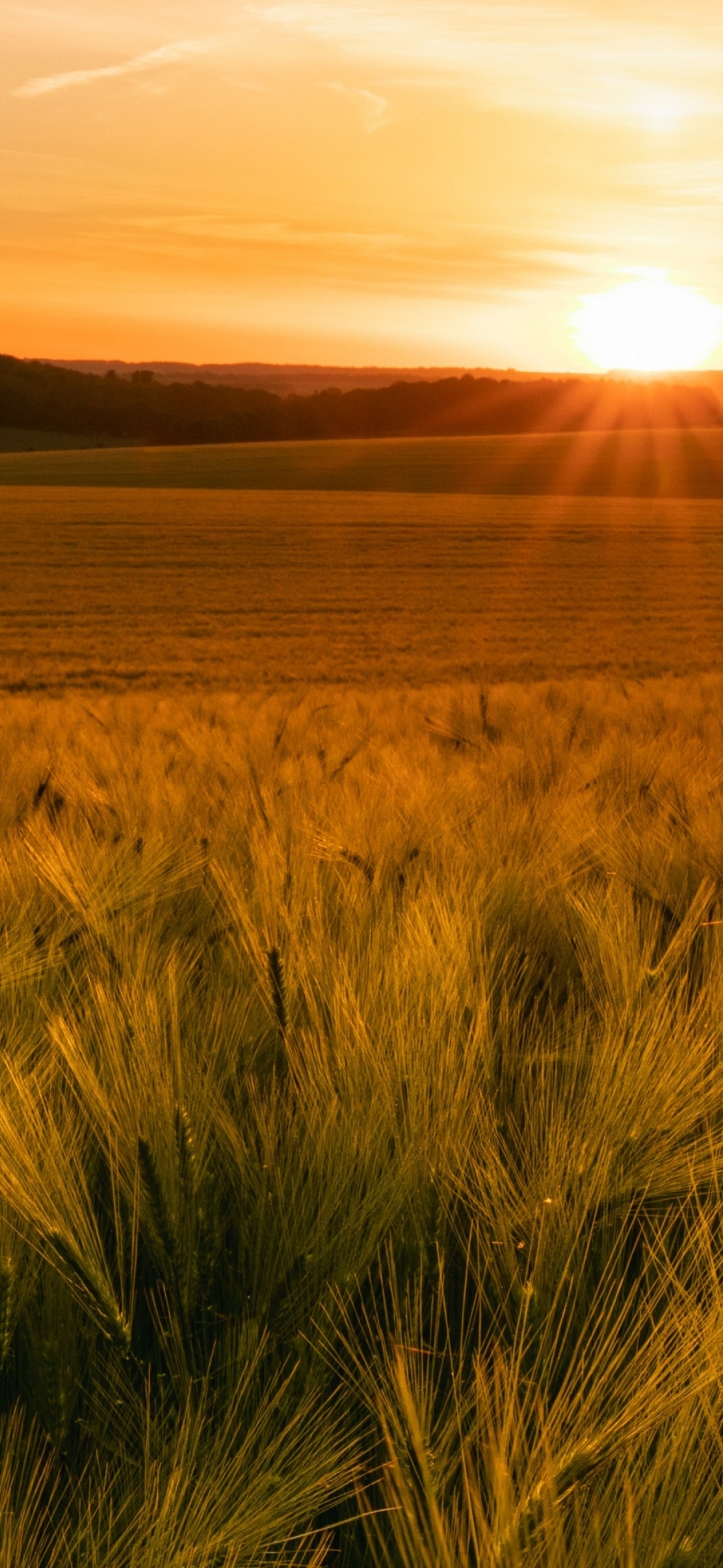 1179x2556 Resolution Field Summer Sunset 1179x2556 Resolution Wallpaper ...