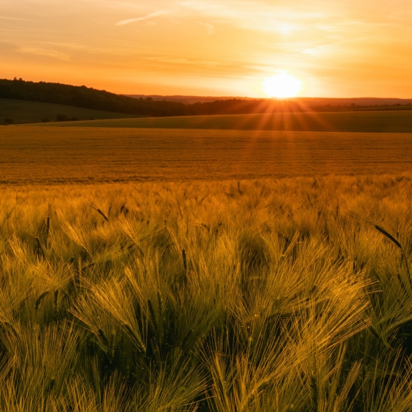 600x600 Field Summer Sunset 600x600 Resolution Wallpaper, HD Nature 4K ...