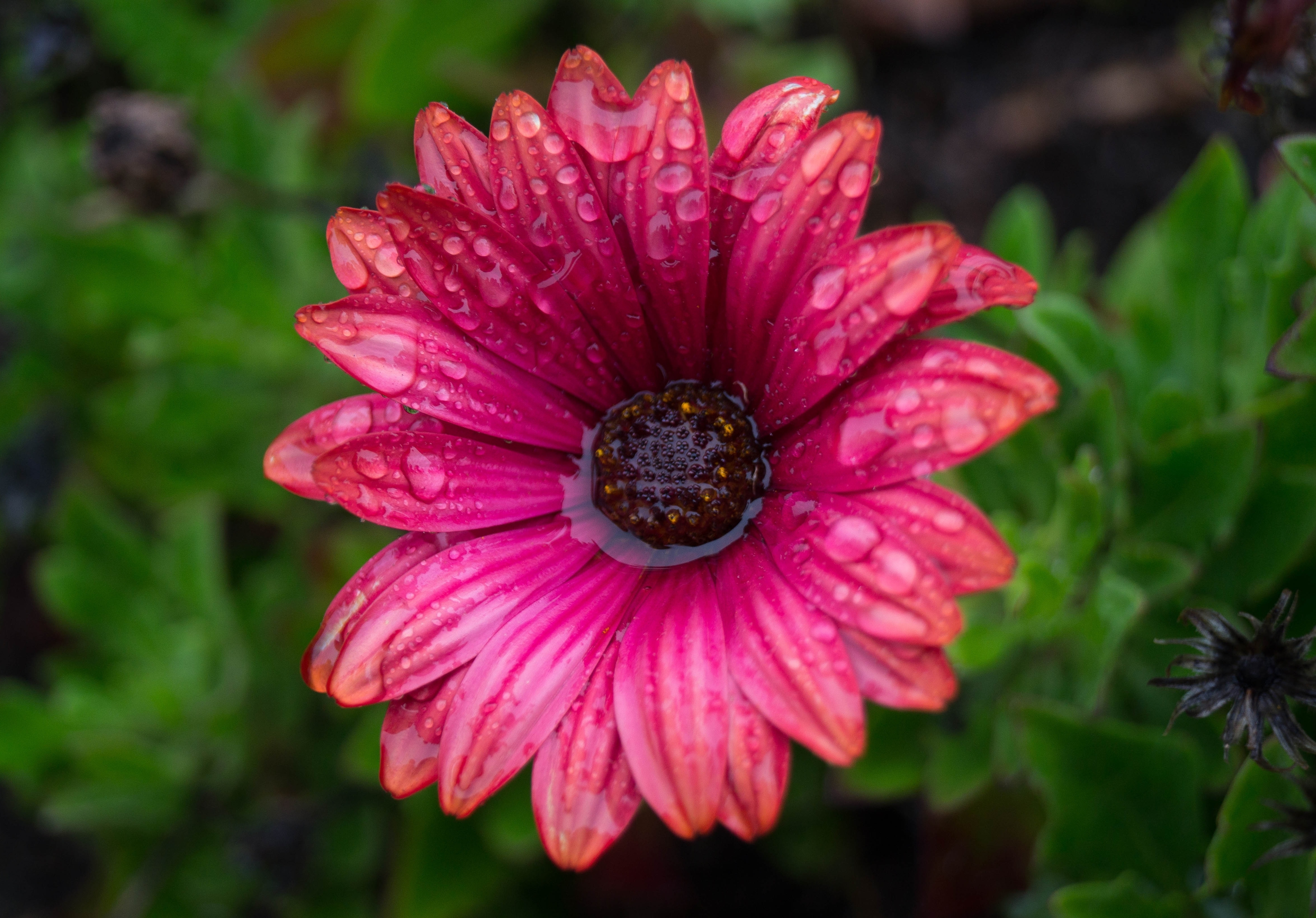 3440x2400 Resolution flower, bud, water 3440x2400 Resolution Wallpaper ...