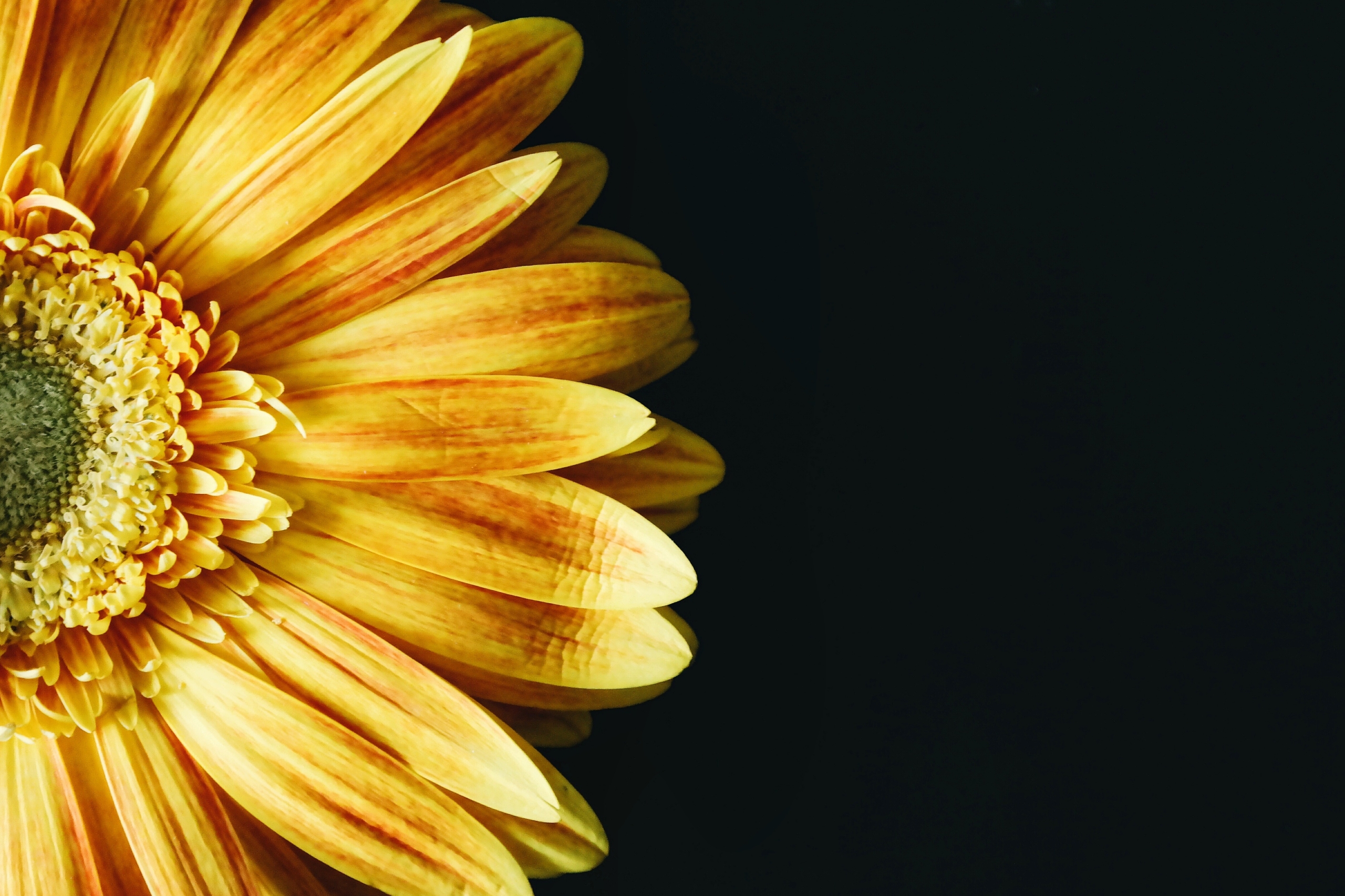 2560x1707 Resolution flower, petals, yellow 2560x1707 Resolution ...