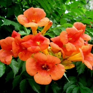 300x300 Resolution flowers, bright, orange 300x300 Resolution Wallpaper ...