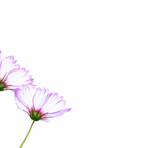 512x512 Resolution flowers, kosmeya, vector 512x512 Resolution ...