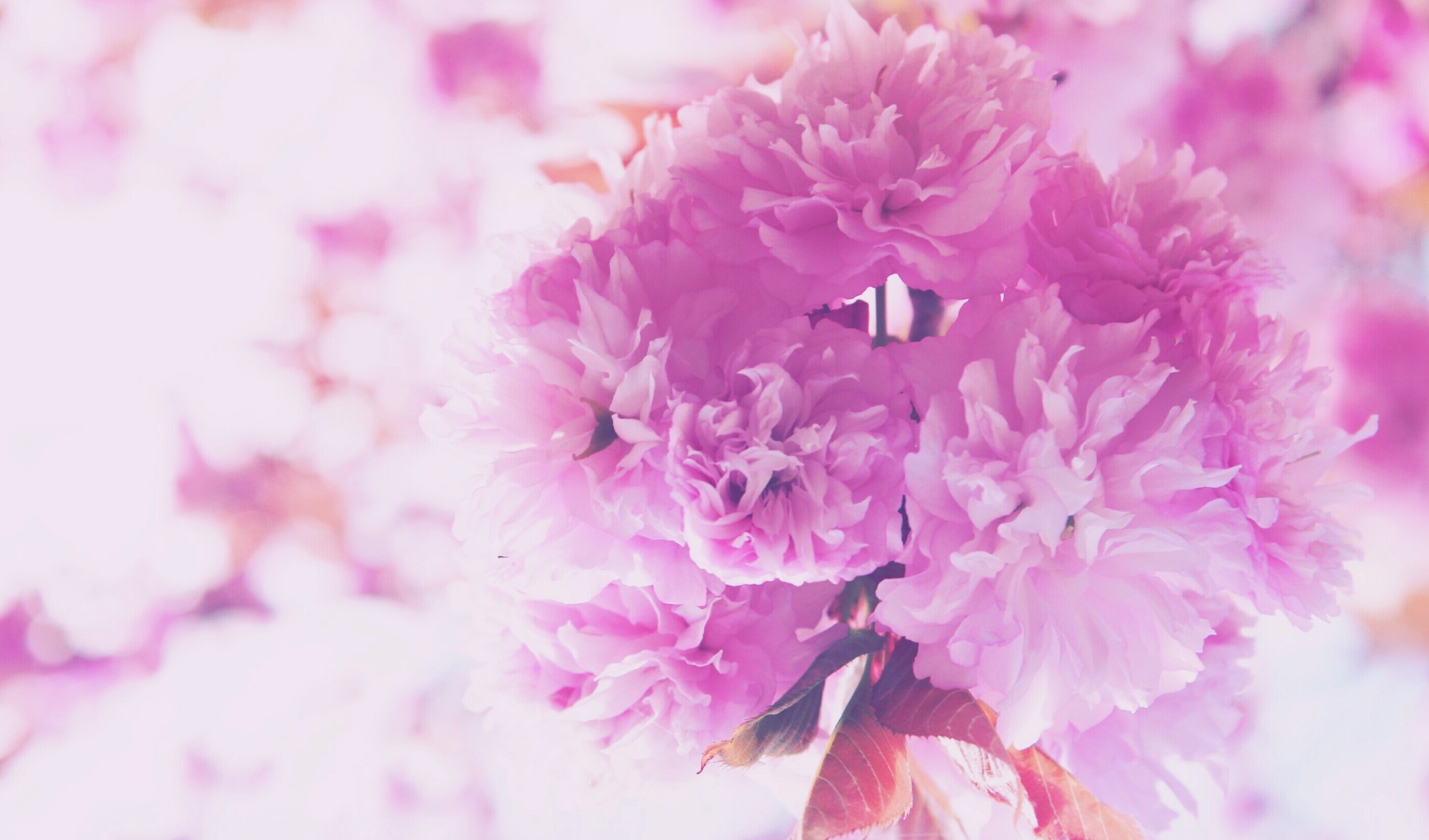 2450x1440 Resolution flowers, pink, bouquet 2450x1440 Resolution ...