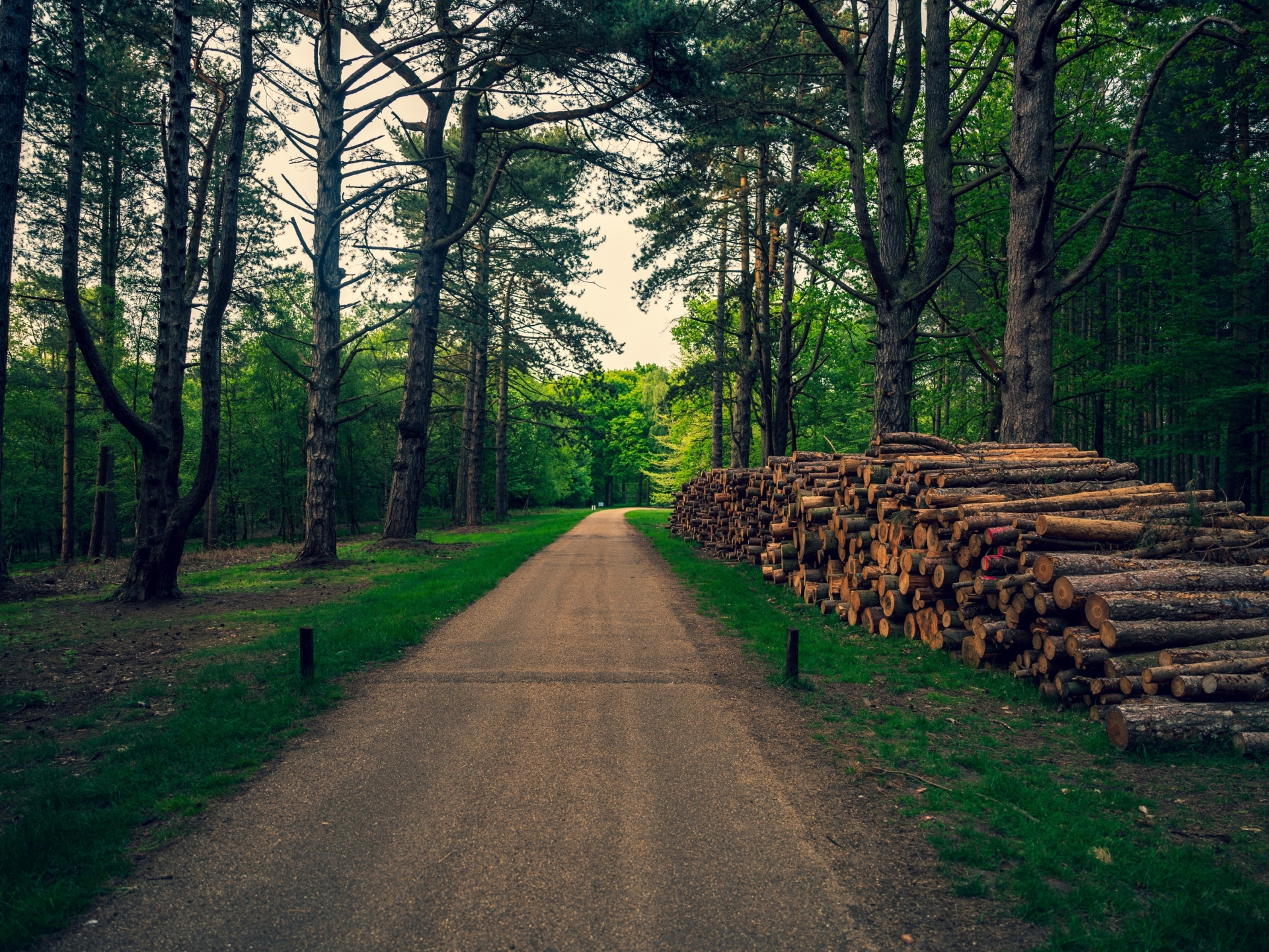 1920x1440 Resolution Forest 4K Path 1920x1440 Resolution Wallpaper ...
