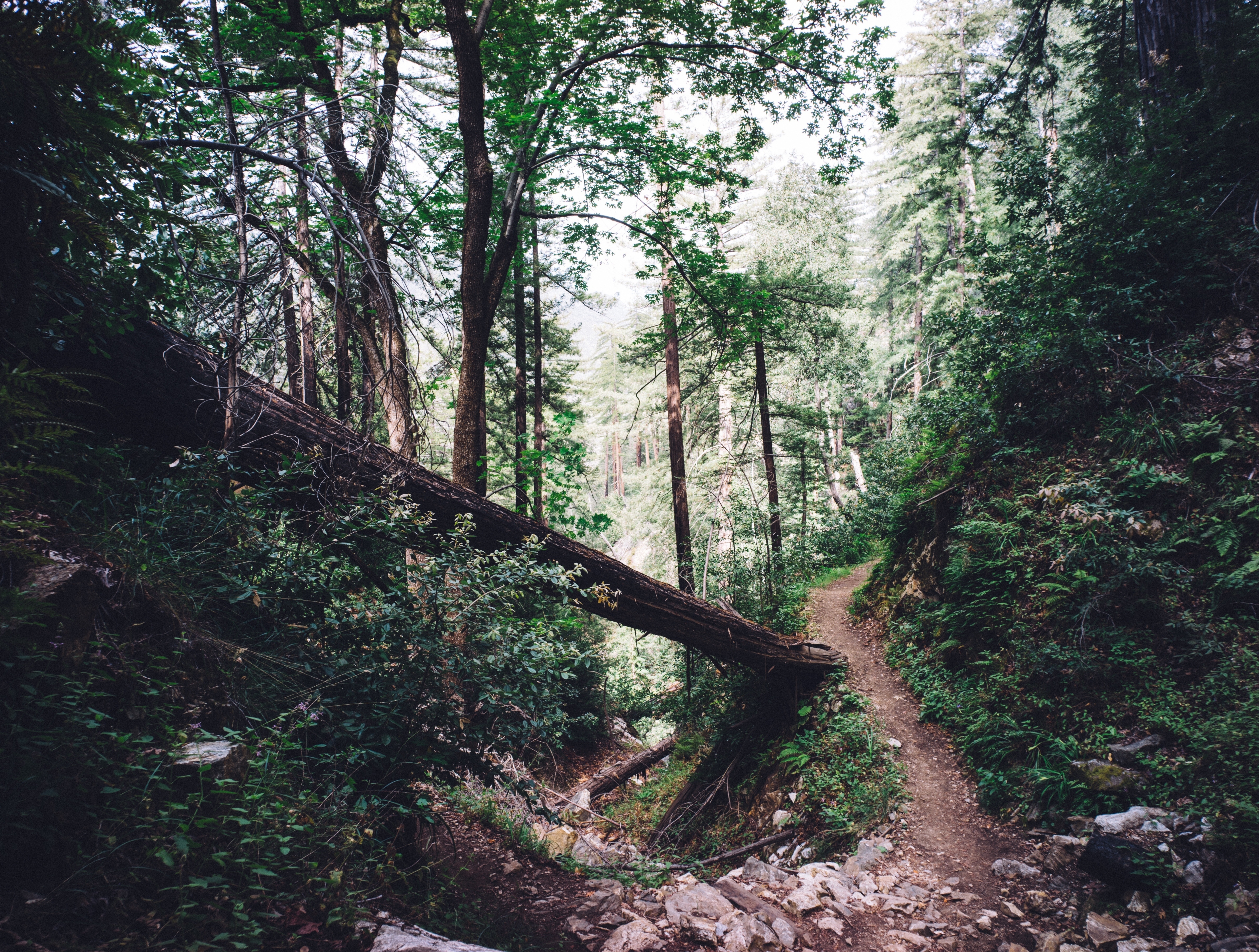 3840x2906 Resolution forest, trail, trees 3840x2906 Resolution ...