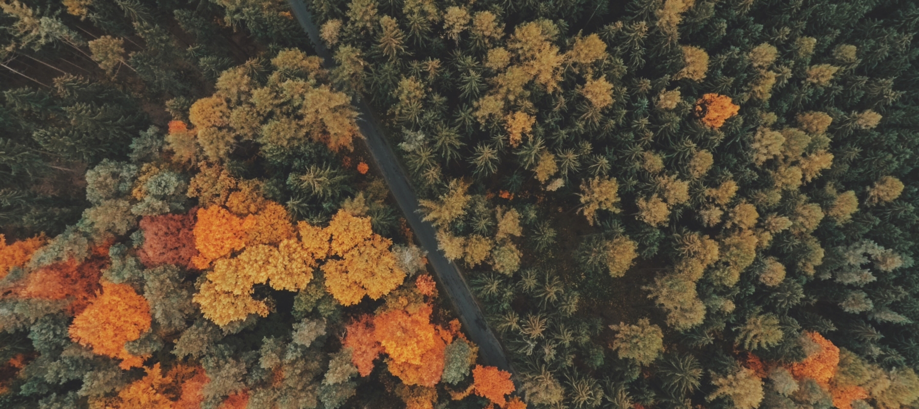 1792x798 Resolution forest, trees, top view 1792x798 Resolution ...