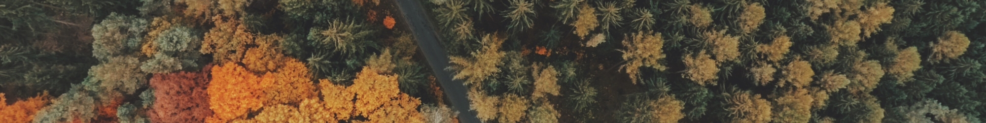 2000x250 Resolution forest, trees, top view 2000x250 Resolution ...