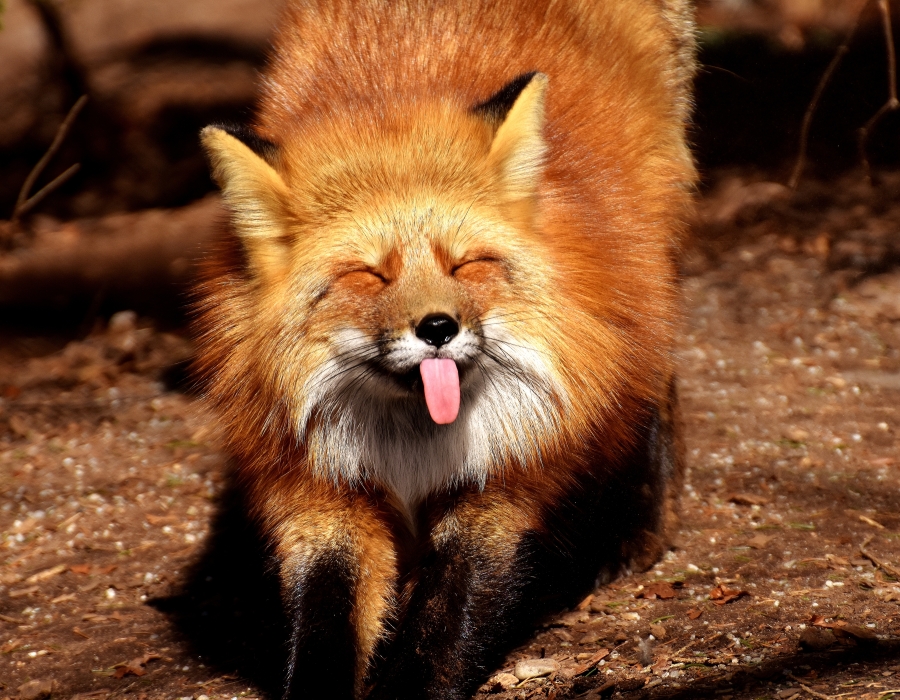 900x700 fox, funny, protruding tongue 900x700 Resolution Wallpaper, HD ...