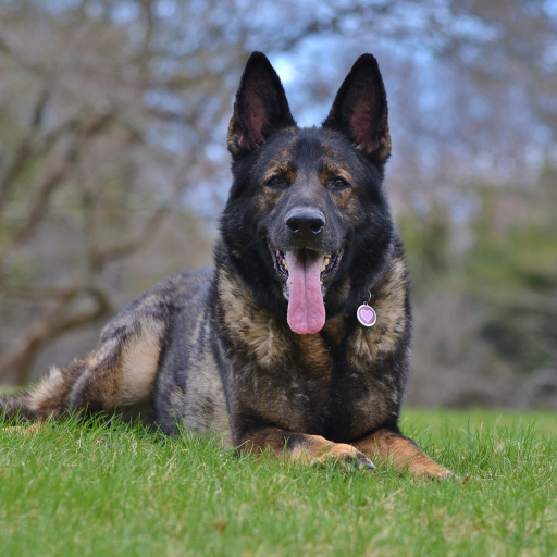 512x512 Resolution german shepherd, dog, muzzle 512x512 Resolution ...