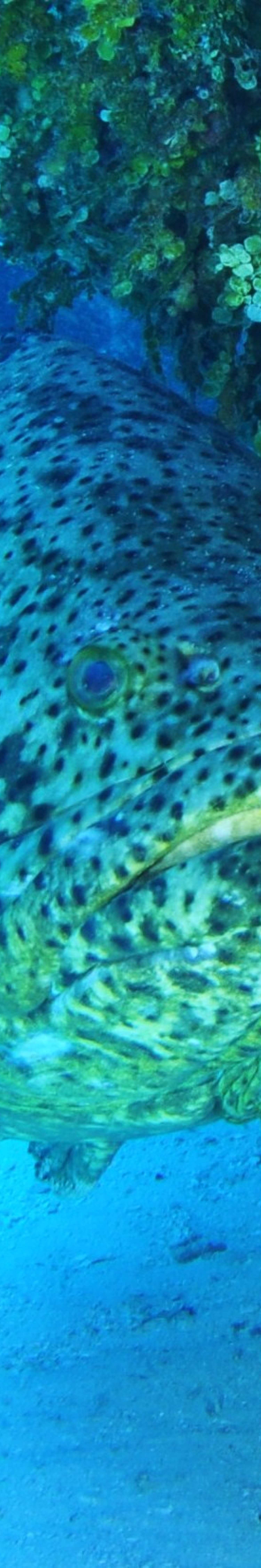 1500x9000 Resolution goliath, fish, underwater 1500x9000 Resolution ...