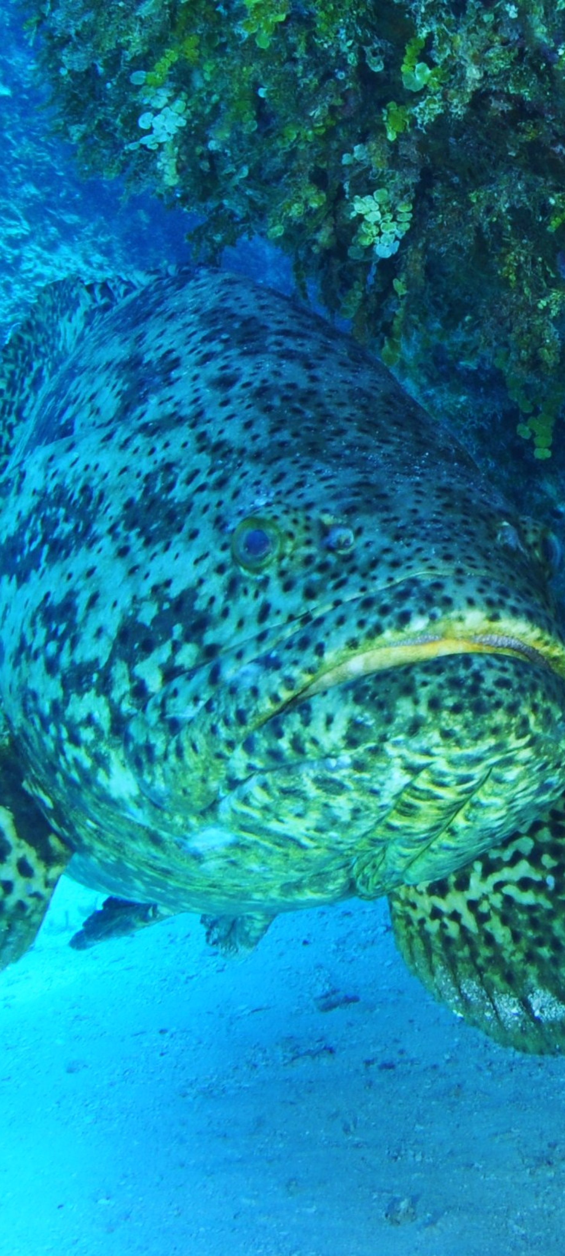 1840x4089 Resolution goliath, fish, underwater 1840x4089 Resolution ...