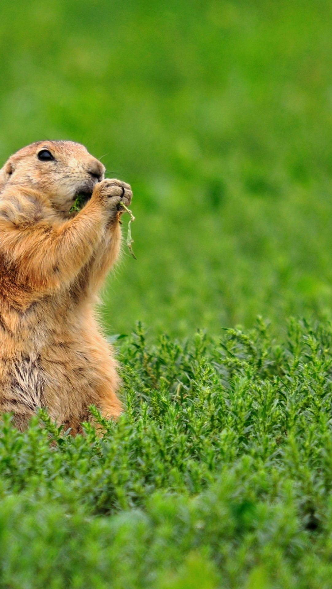 1082x1920 gopher, grass, food 1082x1920 Resolution Wallpaper, HD ...