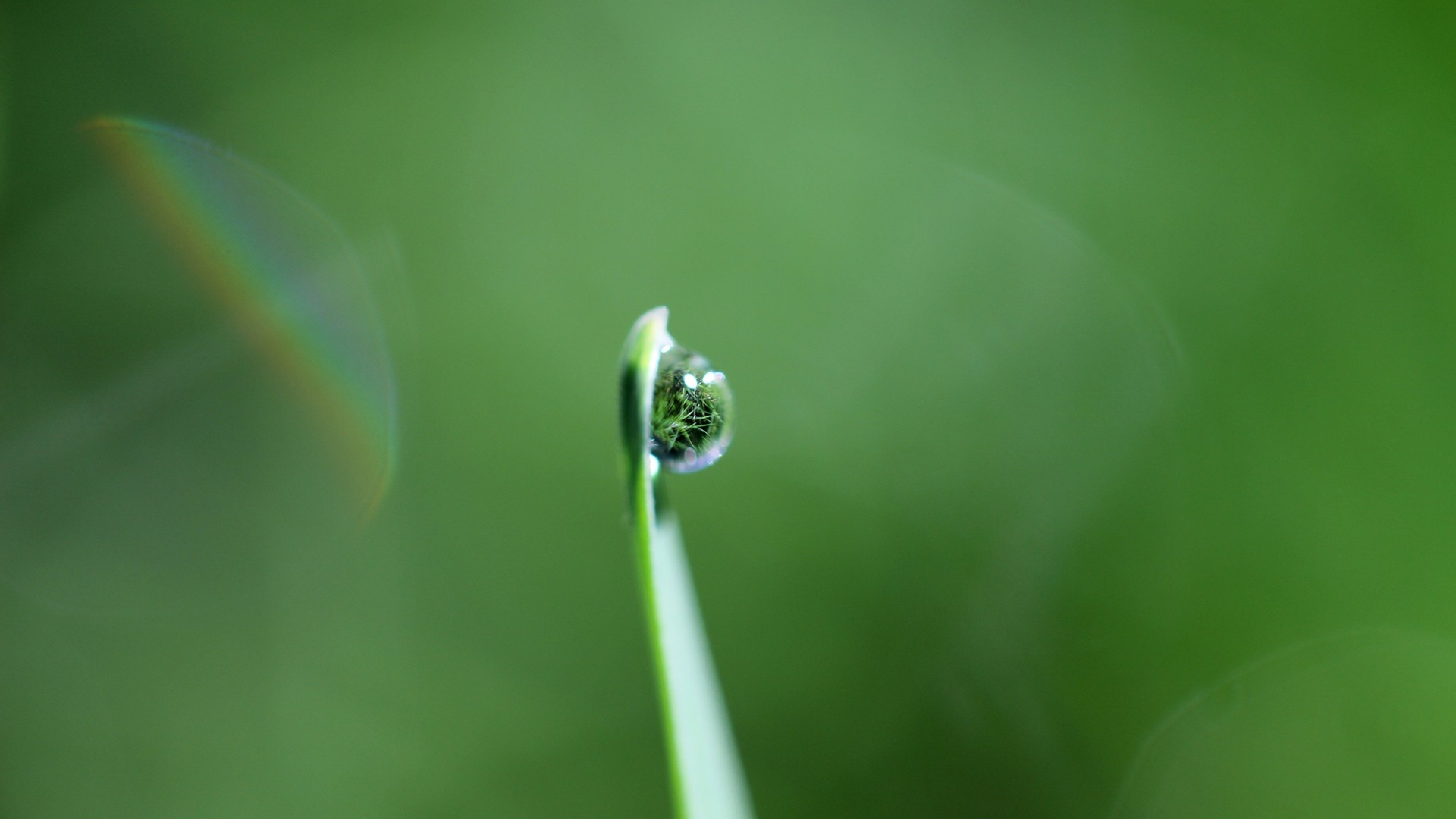 7680x4320 Resolution grass, drop, dew 8K Wallpaper - Wallpapers Den