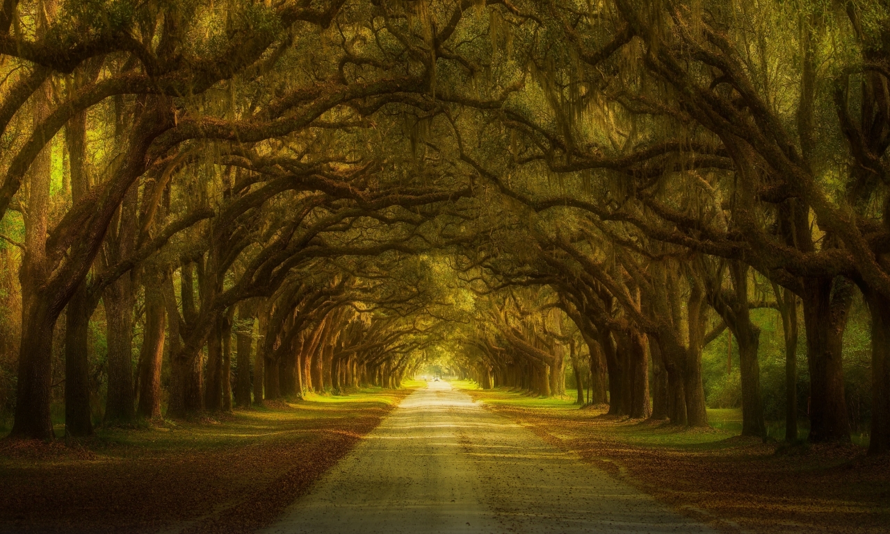 1280x769 Resolution Greenery Path HD 1280x769 Resolution Wallpaper ...