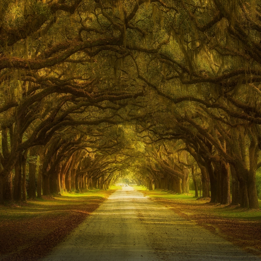 1024x1024 Resolution Greenery Path HD 1024x1024 Resolution Wallpaper ...