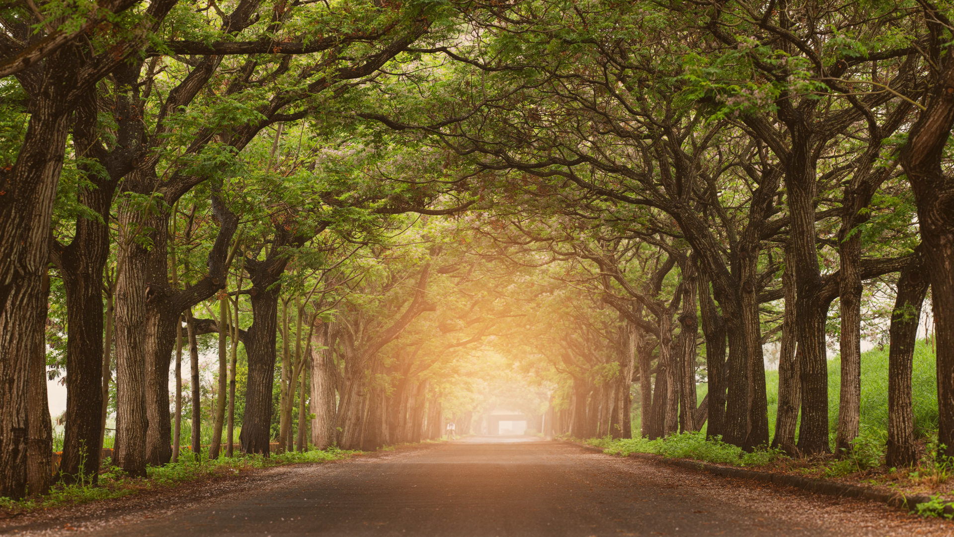 1920x1082 Resolution Greeny Forest Path HD 1920x1082 Resolution ...