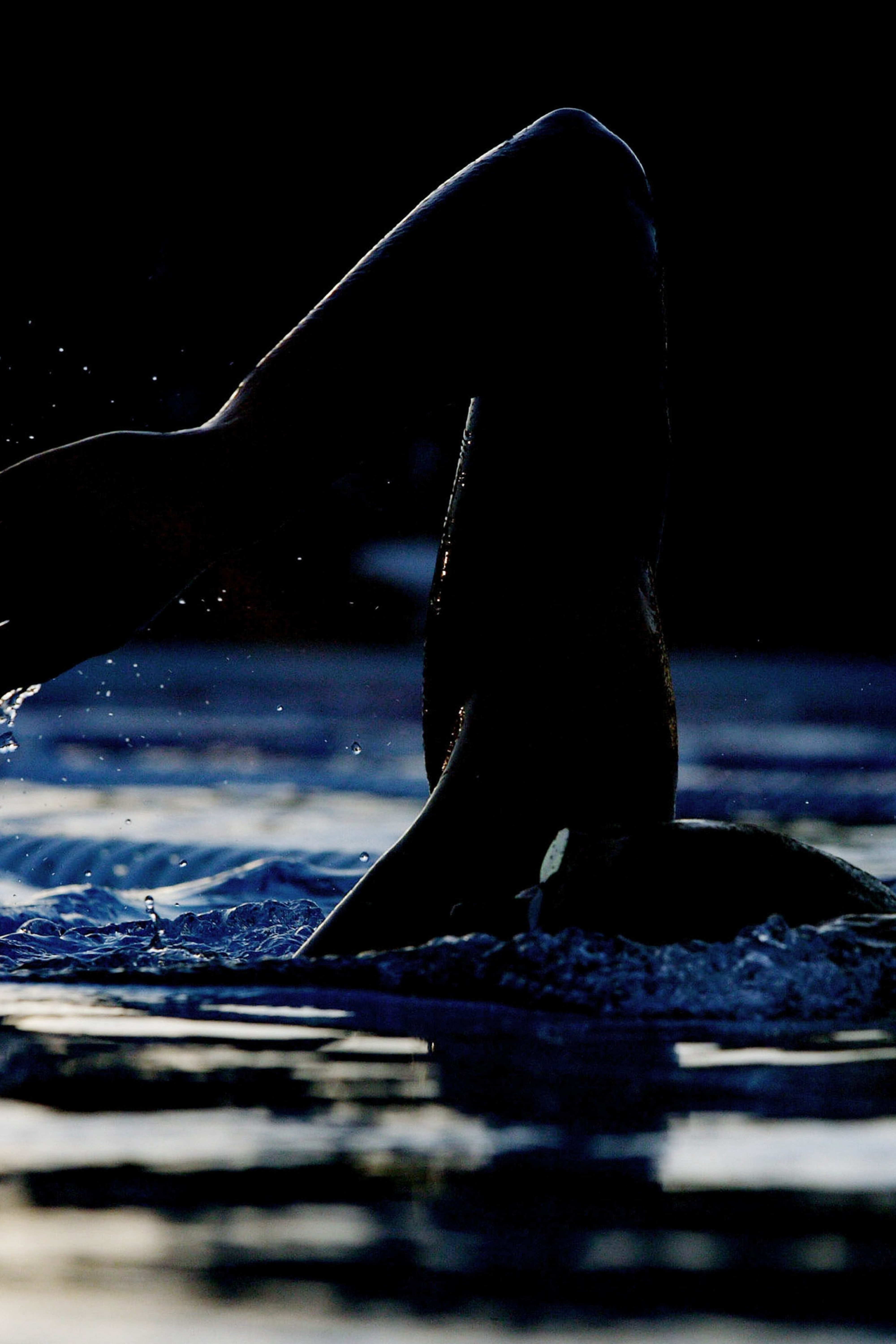 4000x6000 Resolution hand, swimmer, swimming pool 4000x6000 Resolution ...