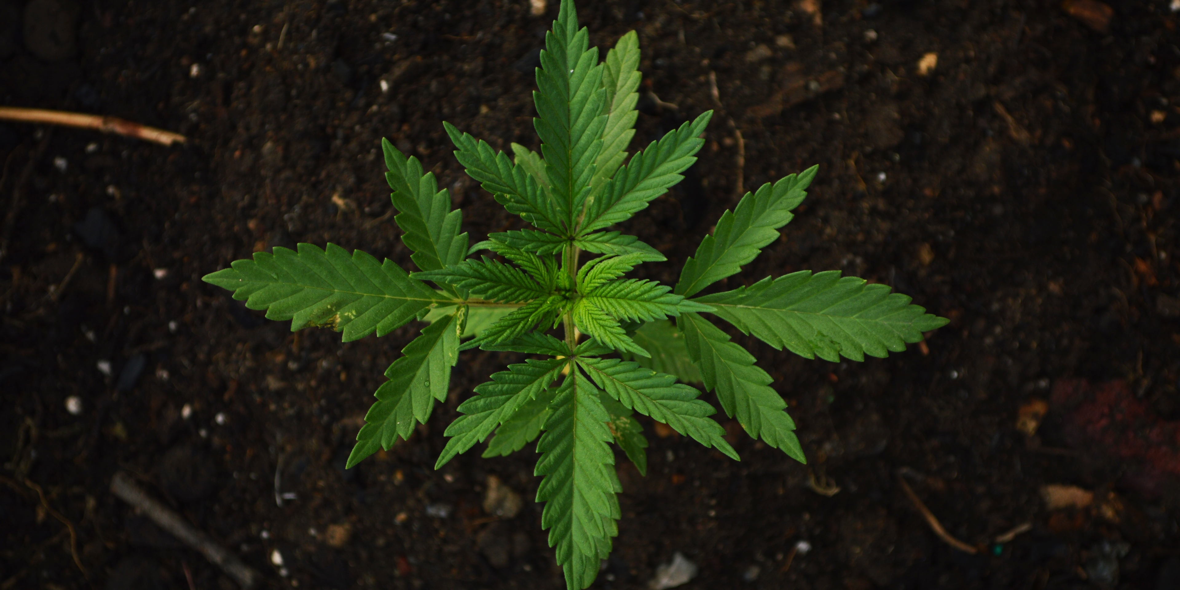3840x1920 Resolution hemp, leaves, plant 3840x1920 Resolution Wallpaper ...