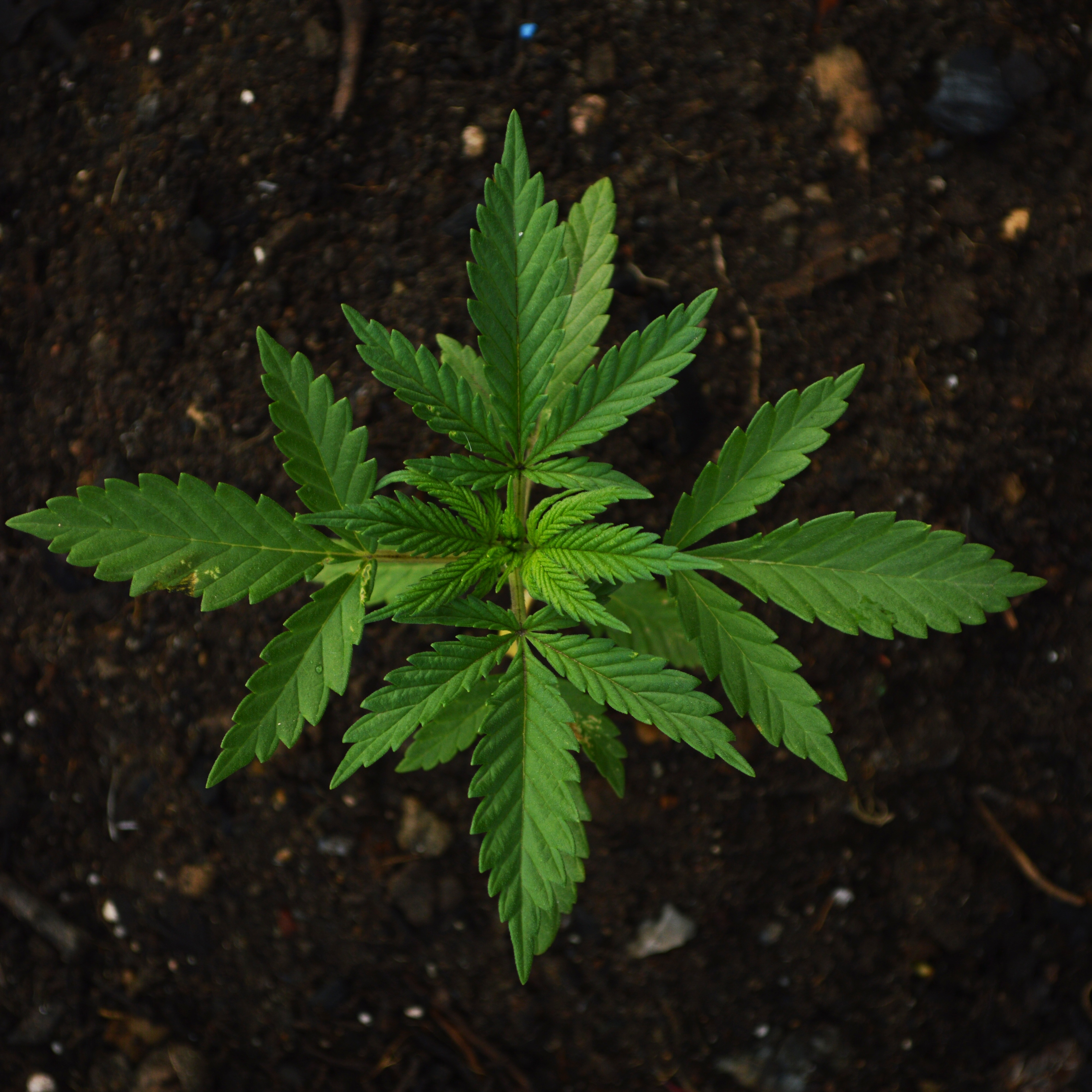 4000x4000 Resolution hemp, leaves, plant 4000x4000 Resolution Wallpaper ...