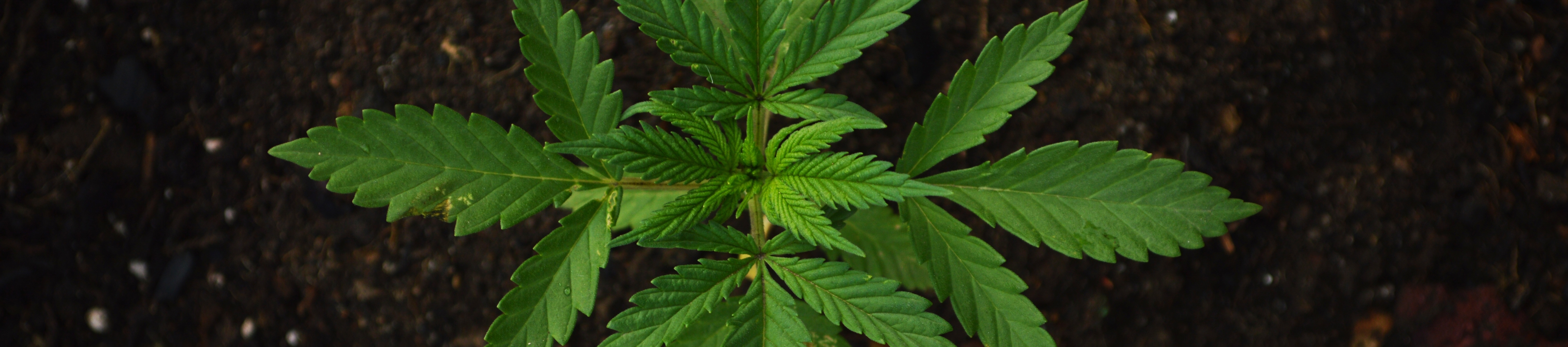 4880x1080 Resolution hemp, leaves, plant 4880x1080 Resolution Wallpaper ...