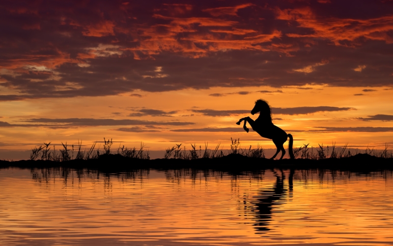 800x500 Resolution Horse Reflection And Sunset 800x500 Resolution ...