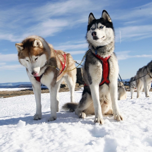512x512 Resolution husky, couple, dogs 512x512 Resolution Wallpaper ...